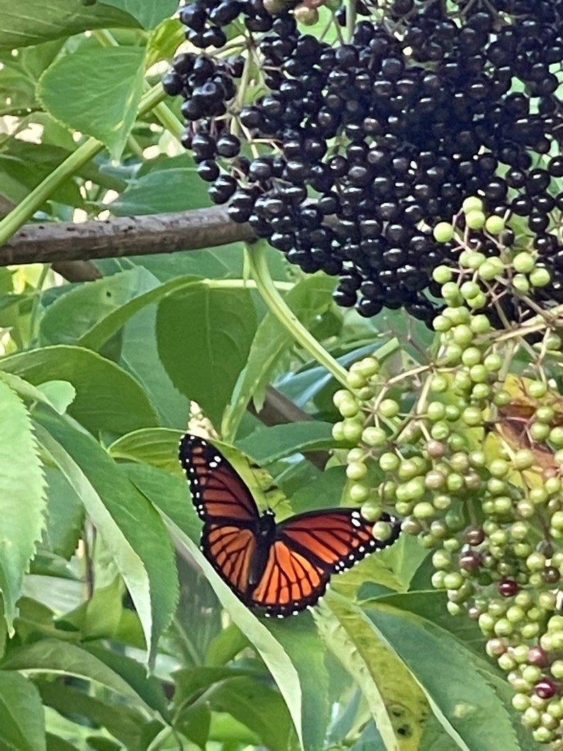 American Elderberry Cuttings, Sambucus Canadensis, American Elder ...