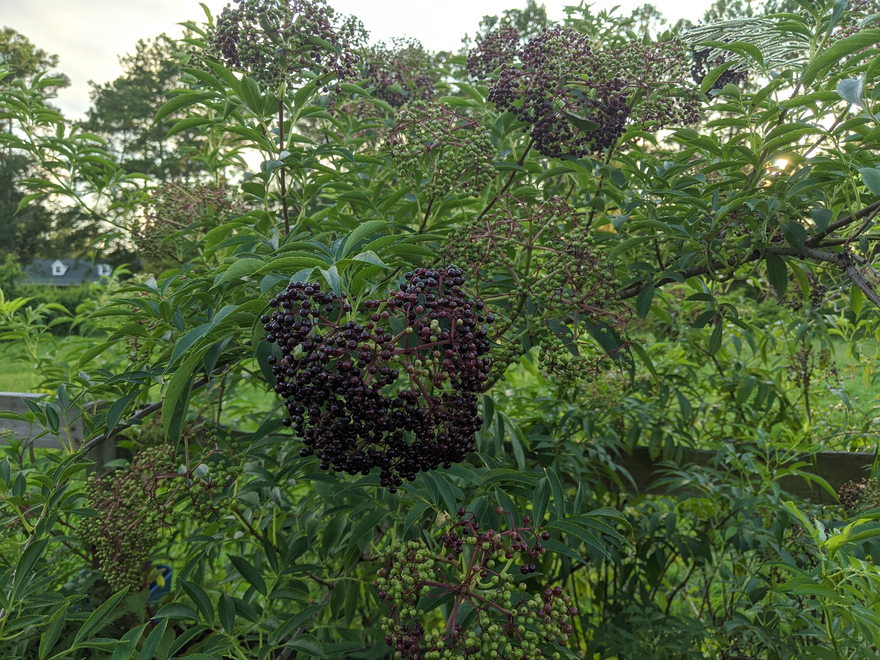American Elderberry Cuttings, Sambucus Canadensis, American Elder ...