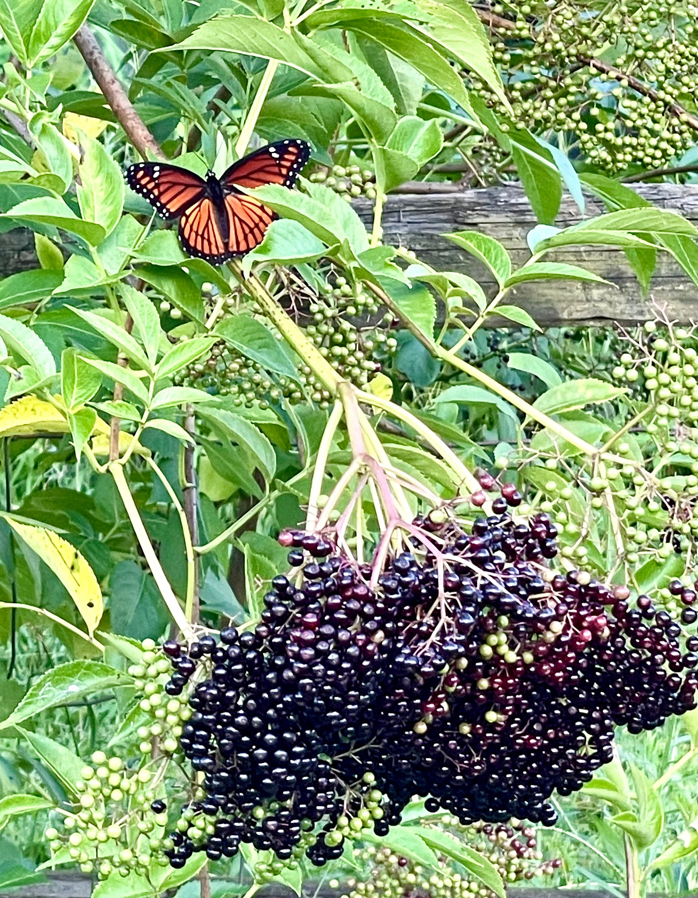 American Elderberry Plant, Sambucus Canadensis, American Elder ...