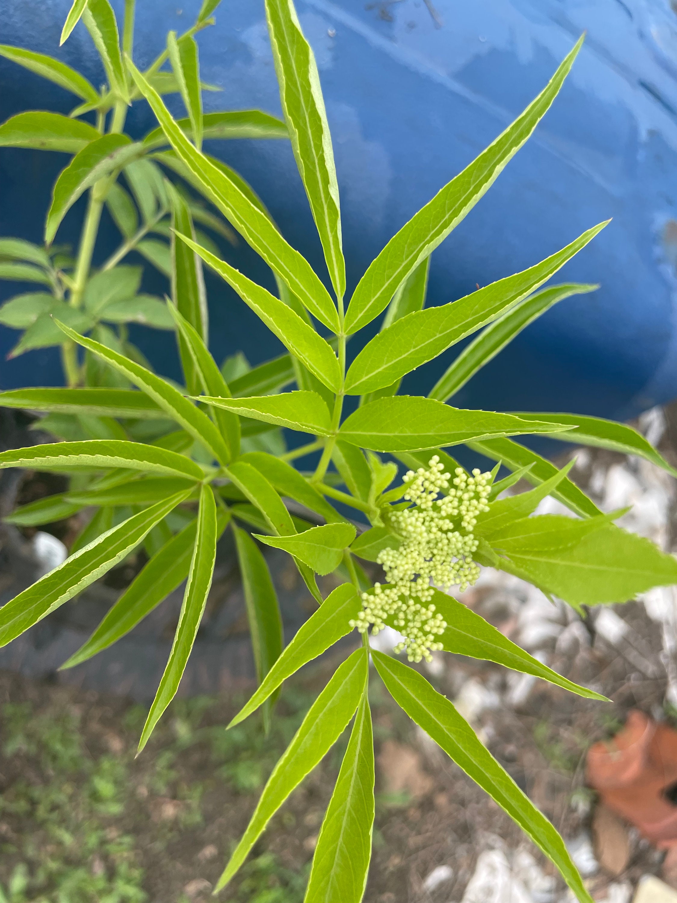 American Elderberry Plant, Sambucus Canadensis, American Elder ...