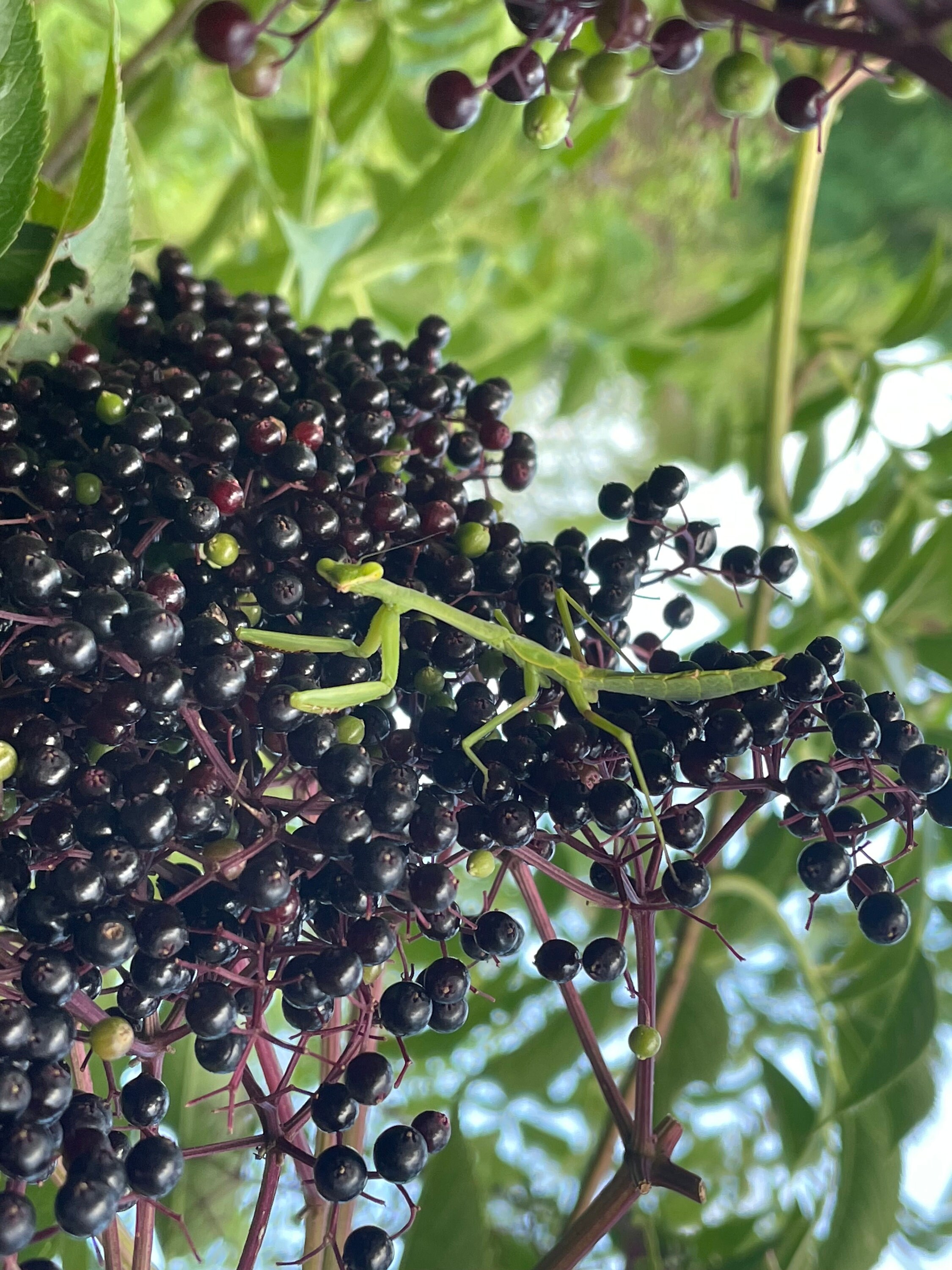 American Elderberry Plant, Sambucus Canadensis, American Elder ...