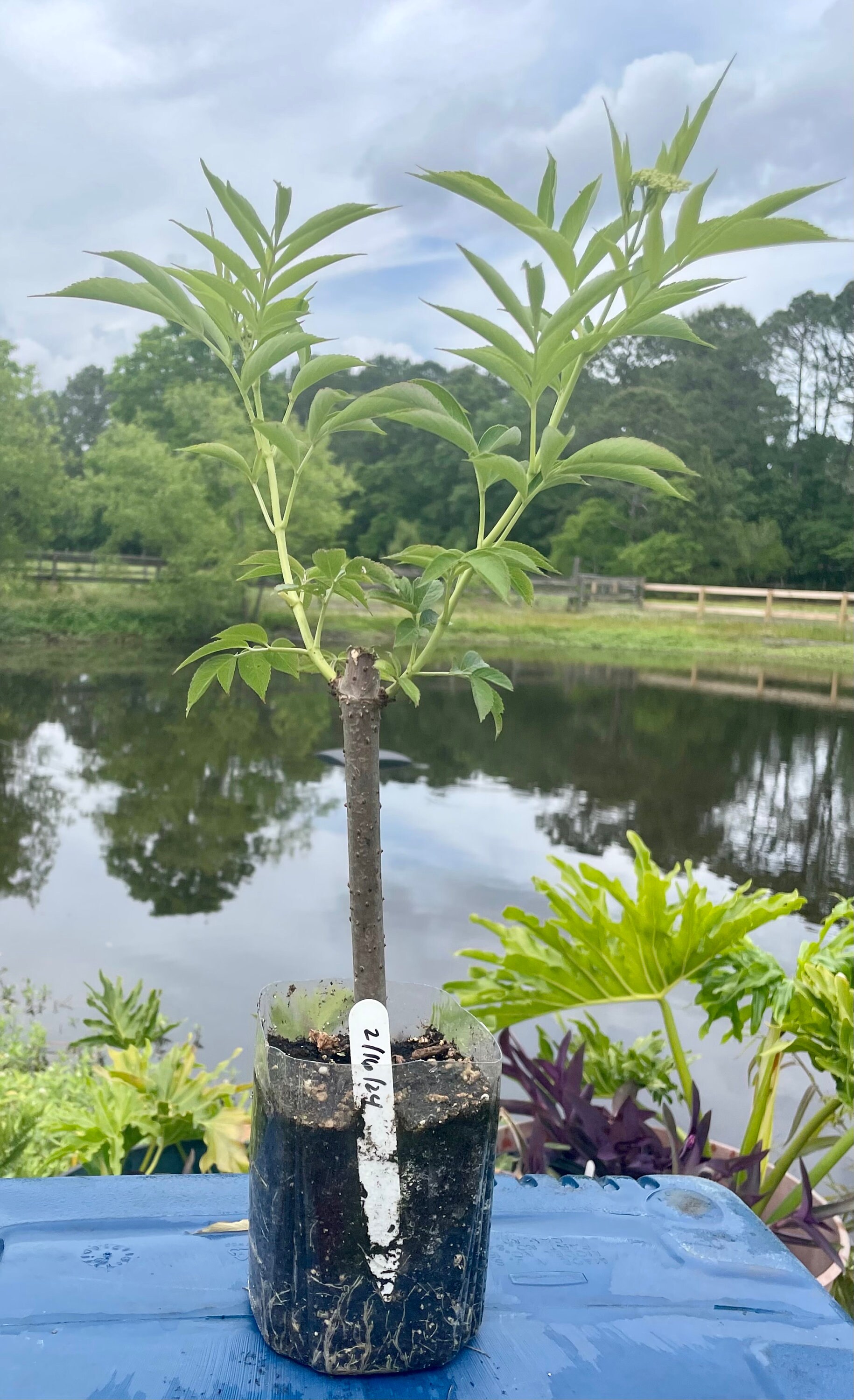American Elderberry Plant, Sambucus Canadensis, American Elder ...