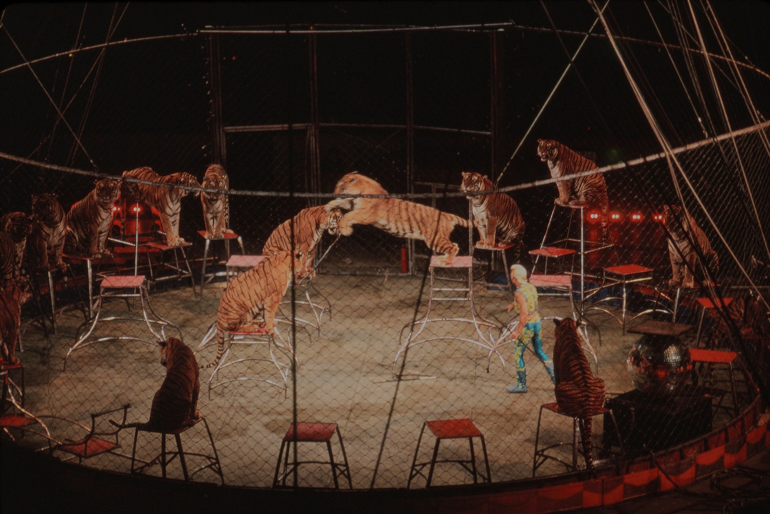 Ringling Bros. and Barnum & Circus Tiger Show Mid 1980's - Etsy