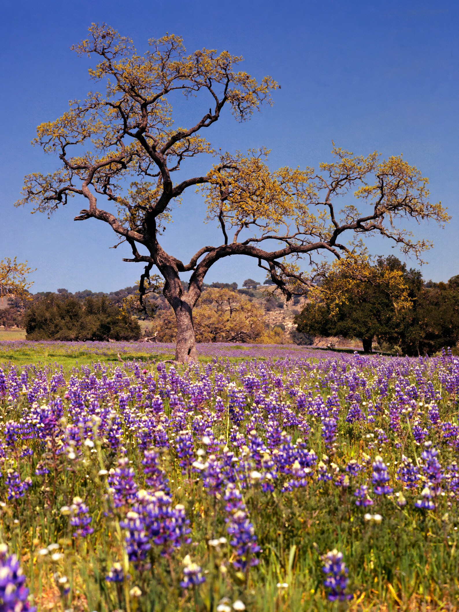 Oak Tree in Bluebonnet Field Texas Purple-flowered or Blue-flowered ...
