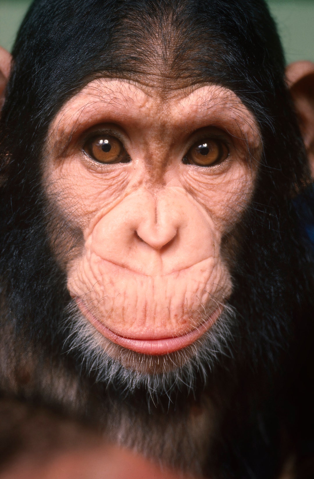 How About a Kiss Chimpanzee Closeup Vertical Animal Wildlife Africa ...