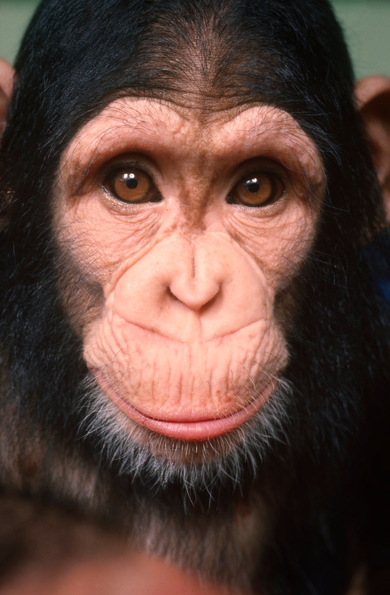 How About a Kiss Chimpanzee Closeup Vertical Animal Wildlife Africa ...