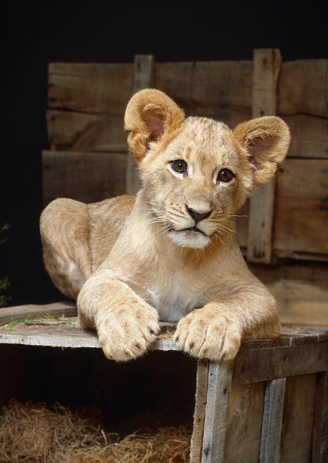 Lion Cub on Crate Looking at Camera Wall Art Cards Posters Digital ...