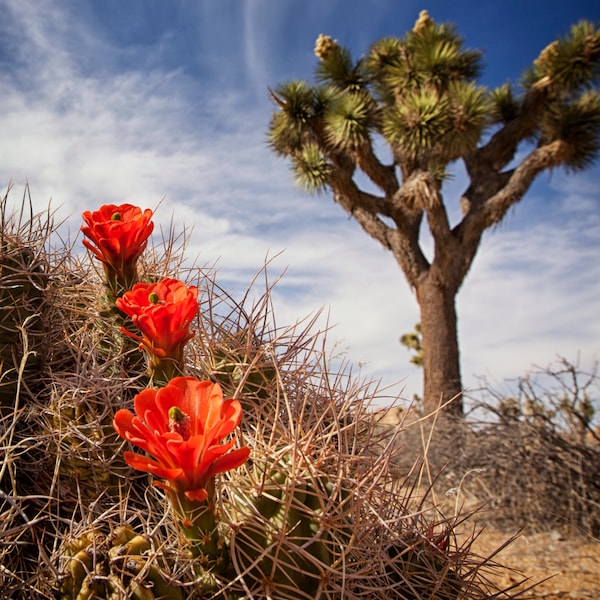 Square Cactus Art - Etsy
