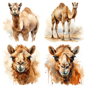 16 Watercolor Camel, Camel Clipart, Printable Watercolor Clipart, Paper ...