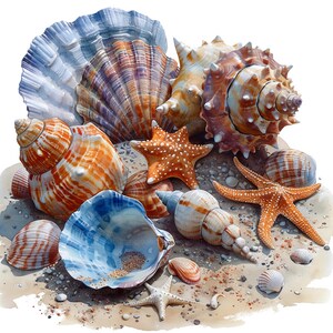 19 Sea Shells Clipart, Seashell Clip Art, Printable Watercolor Clipart ...