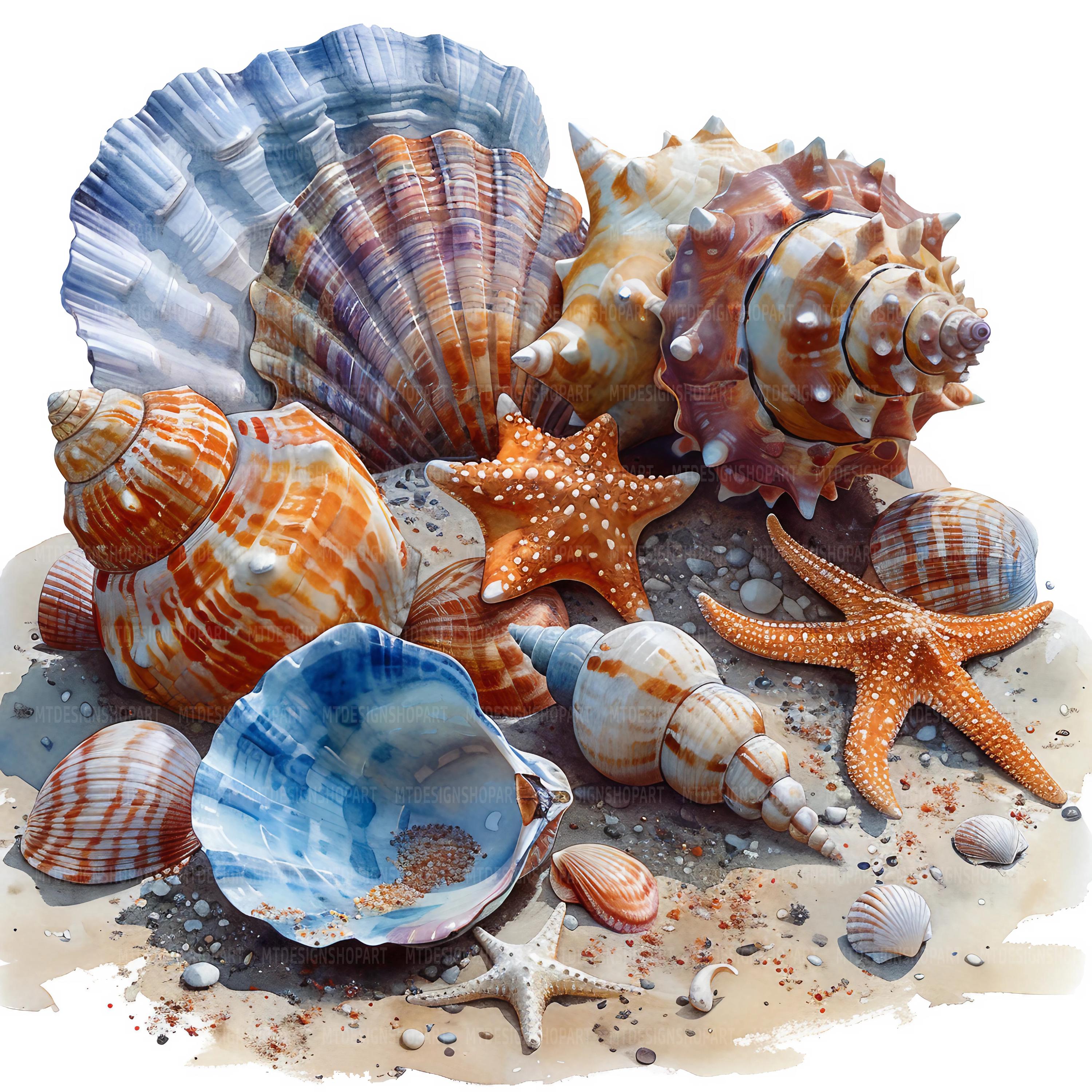 19 Sea Shells Clipart, Seashell Clip Art, Printable Watercolor Clipart ...
