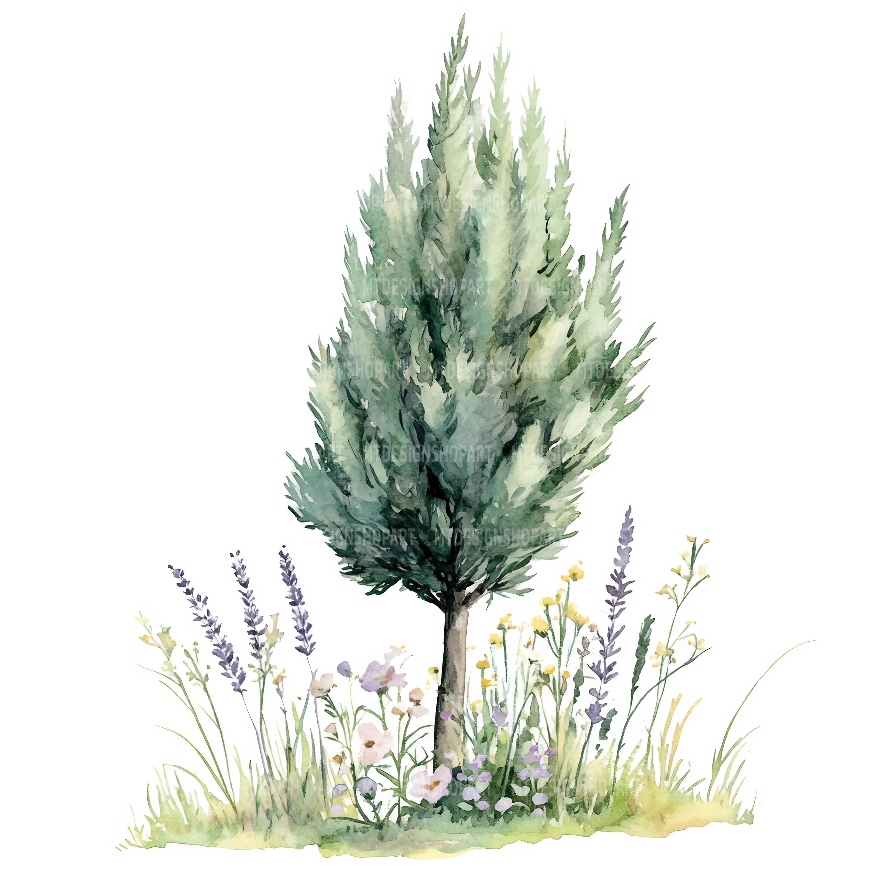 Cypress With Wildflowers, 24 Cypress Trees Images, Printable Watercolor ...