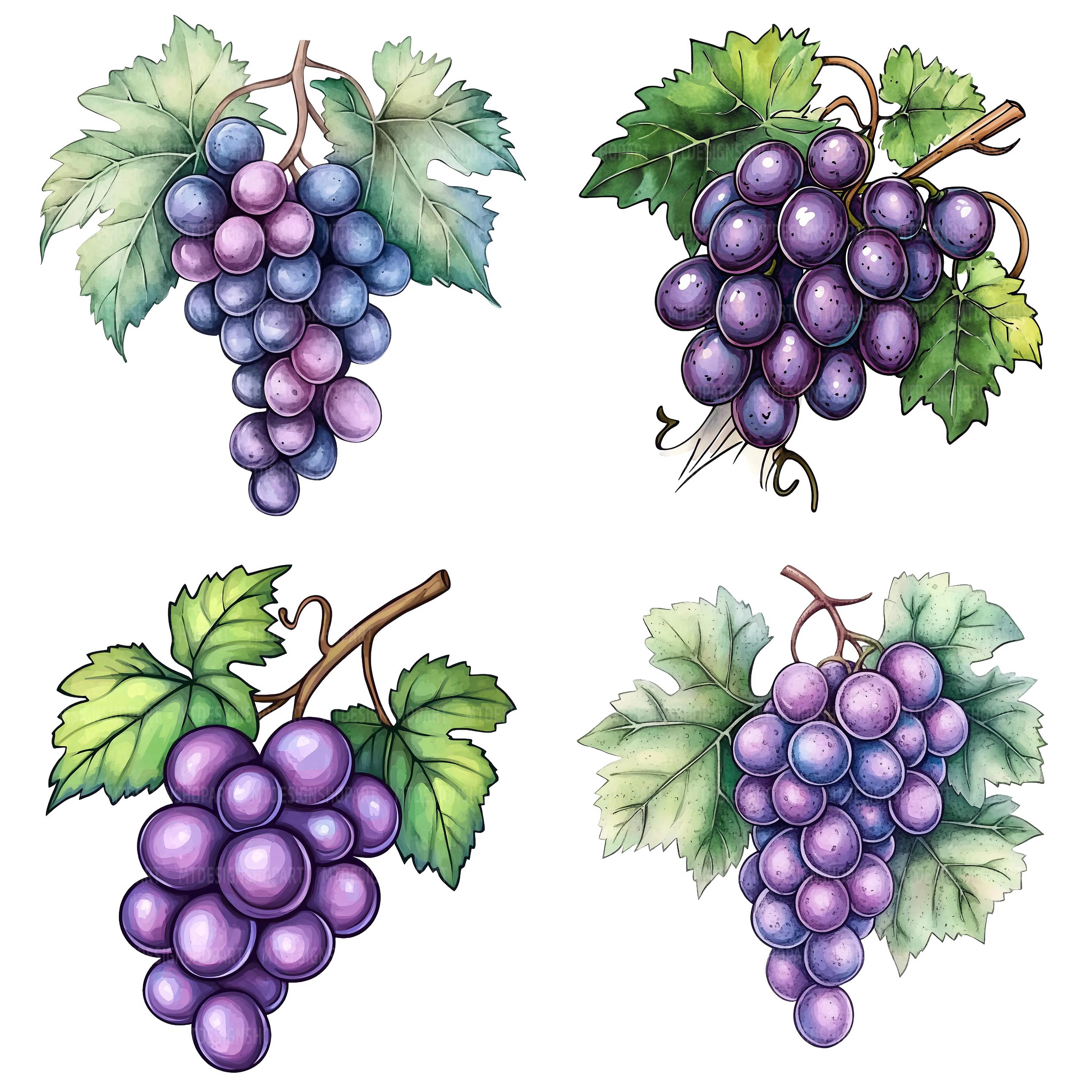 21 Bunch of Grapes Clipart, Grapes Clipart, Printable Watercolor ...