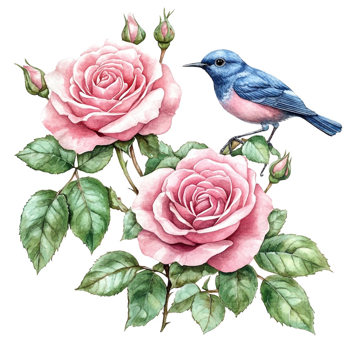 16 Floral Bluebird Clipart, Bird and Roses, Printable Watercolor ...