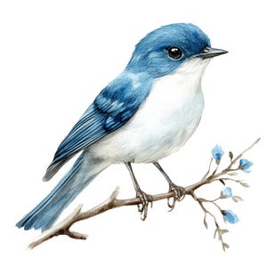 15 Blue Nightingale Clipart, Nightingale Clipart, Printable Watercolor ...