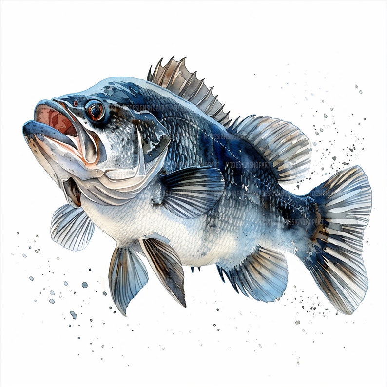 17 Black Bass Fish Clipart, Fish Clipart, Bass Fish, Printable ...