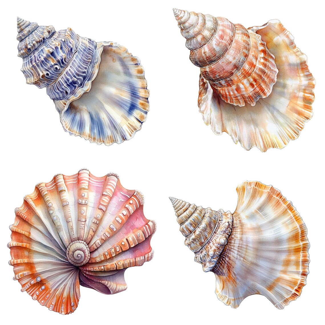 16 Muschel Clipart, Muscheln Clipart, druckbare Aquarell Clipart ...