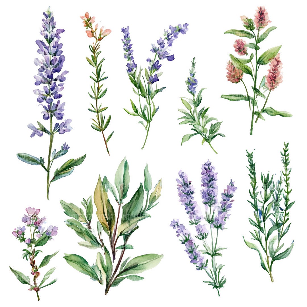 20 Watercolor Herbs Clipart, JPG, Medicinal Plants Art (digital ...