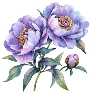 25 Purple Peonies Clipart, Purple Flowers, Printable Watercolor Clipart ...