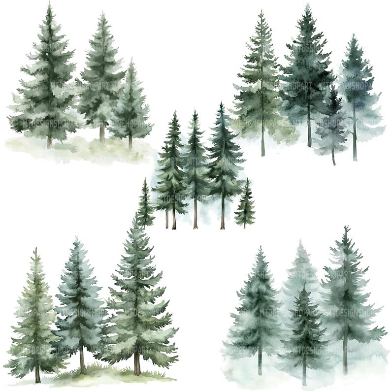 20 Conifer Tree Clipart, Forest Trees Clipart, Printable Watercolor ...