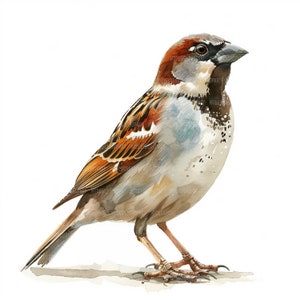 18 Sparrow Clipart, Sparrow Landscape, Printable Watercolor Clipart ...