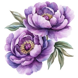 25 Purple Peonies Clipart, Purple Flowers, Printable Watercolor Clipart ...