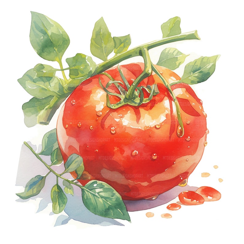 18 Tomatoes Clipart, Cute Tomato Clipart, Printable Watercolor Clipart ...