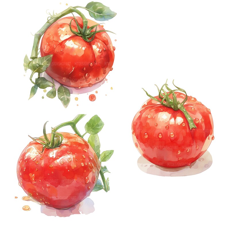 18 Tomatoes Clipart, Cute Tomato Clipart, Printable Watercolor Clipart ...