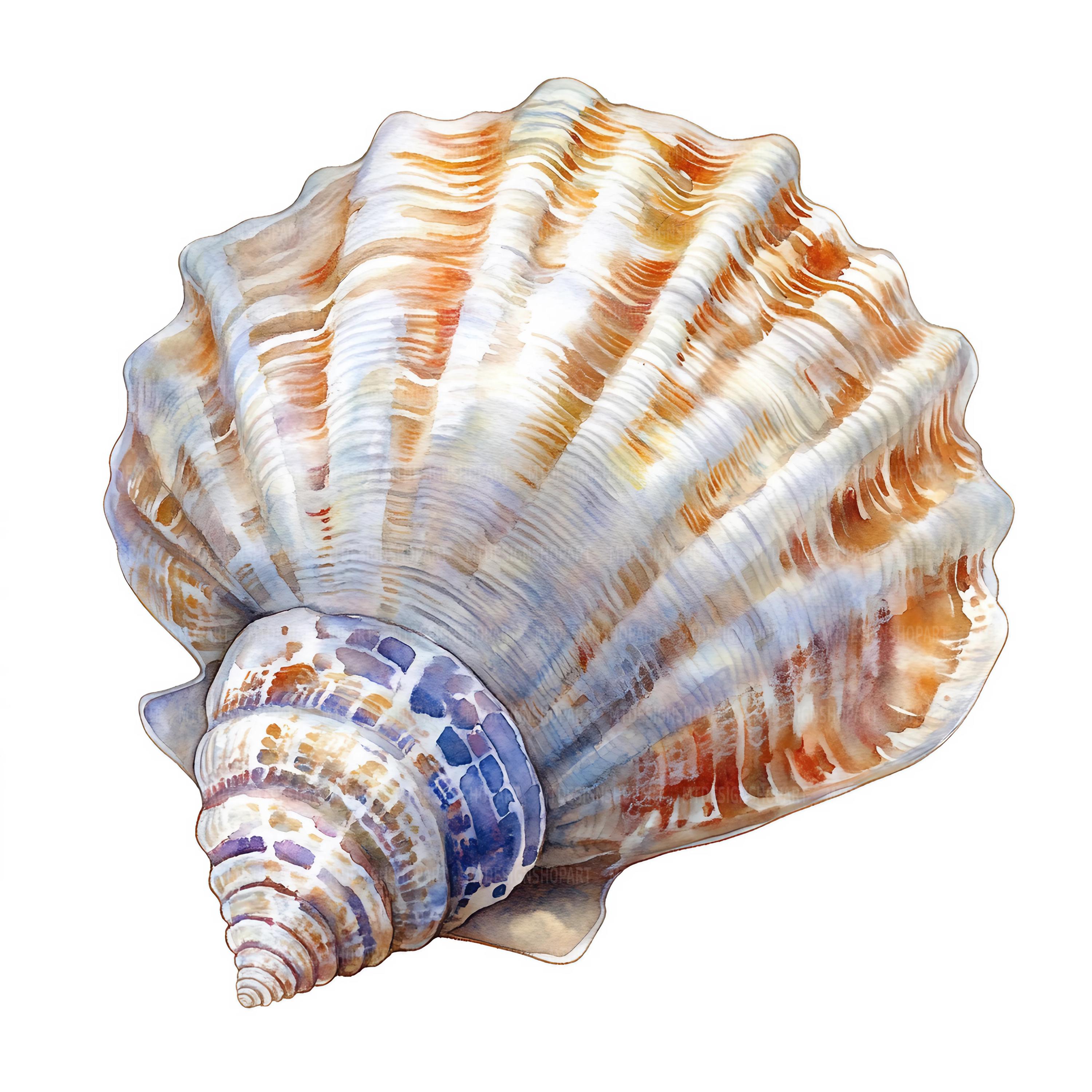 16 Muschel Clipart, Muscheln Clipart, druckbare Aquarell Clipart ...