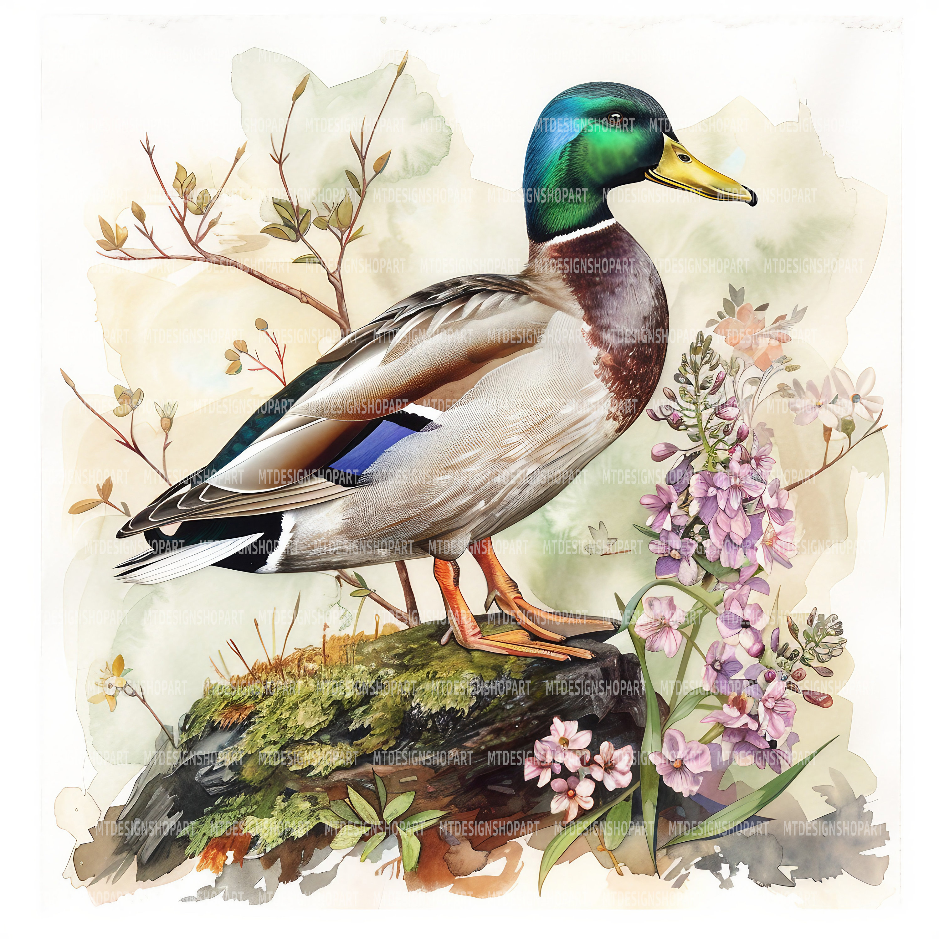 15 Mallard Duck and Flowers Clipart, Mallard Duck Print, Printable ...