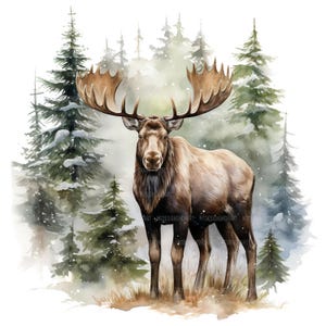 20 Moose in Winter Clipart, Moose Clipart, Printable Watercolor Clipart ...
