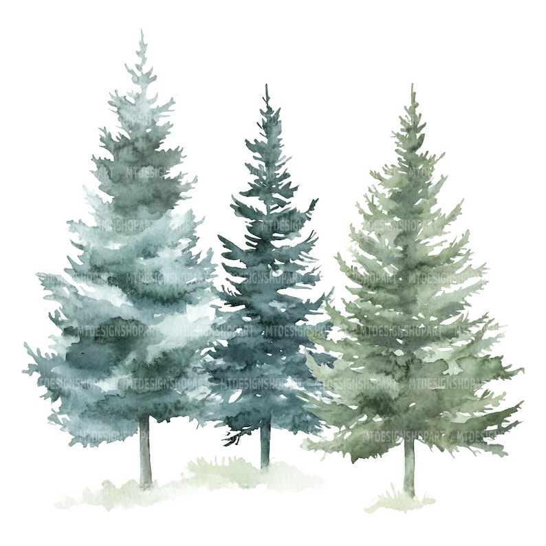 20 Conifer Tree Clipart, Forest Trees Clipart, Printable Watercolor ...