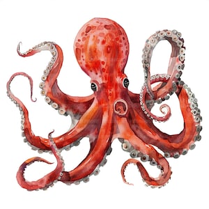 16 Red Octopus Clipart, Octopus Clipart, Printable Watercolor Clipart ...