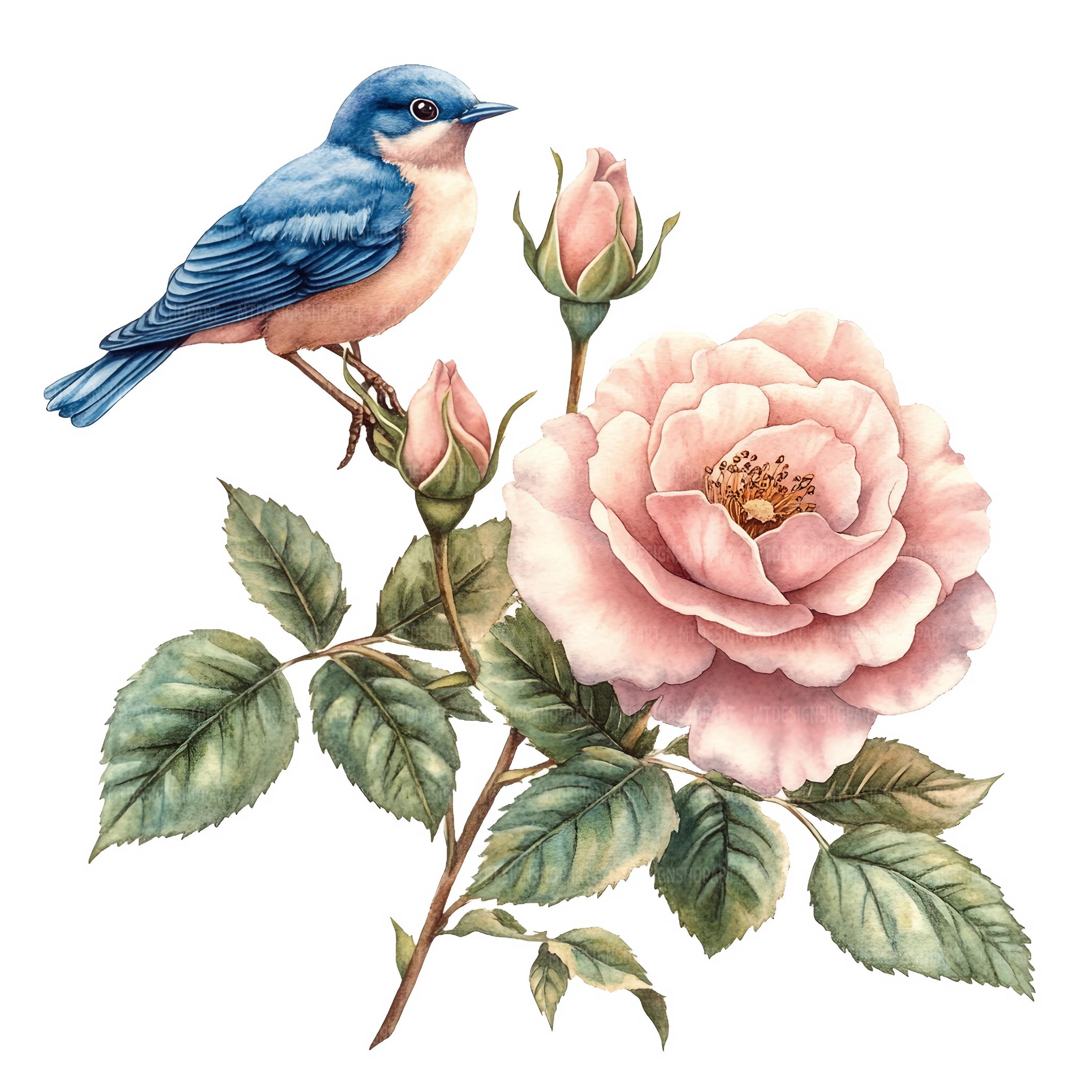 16 Floral Bluebird Clipart, Bird and Roses, Printable Watercolor ...