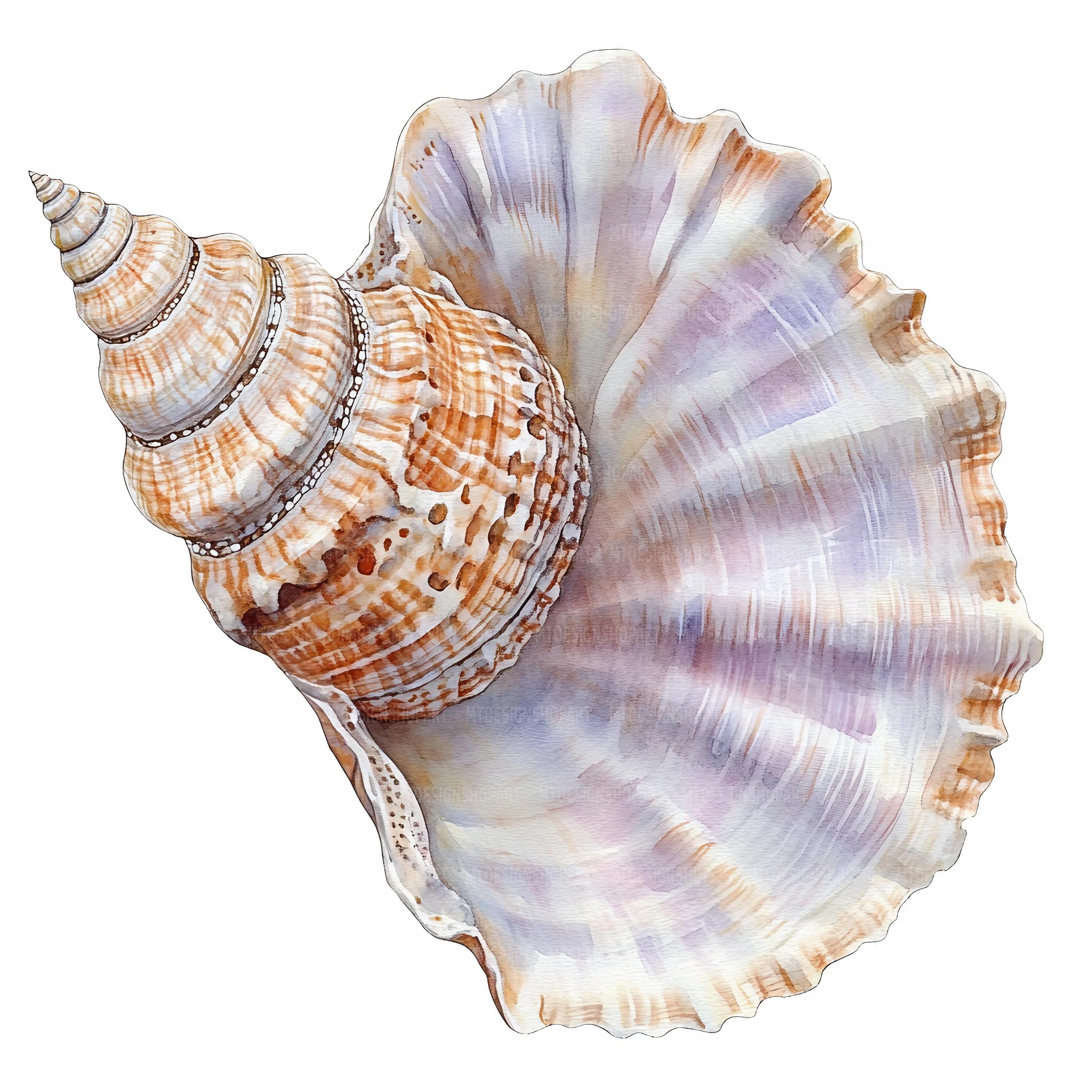 16 Muschel Clipart, Muscheln Clipart, druckbare Aquarell Clipart ...