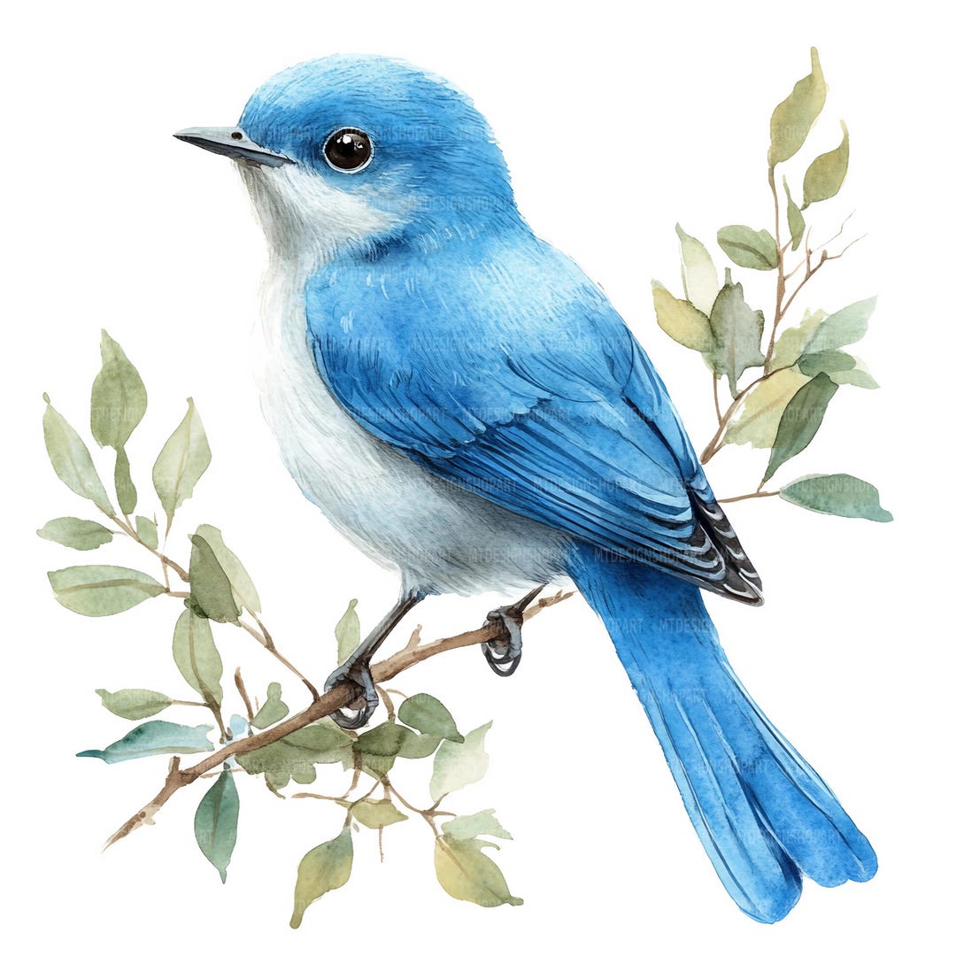 15 Blue Nightingale Clipart, Nightingale Clipart, Printable Watercolor ...