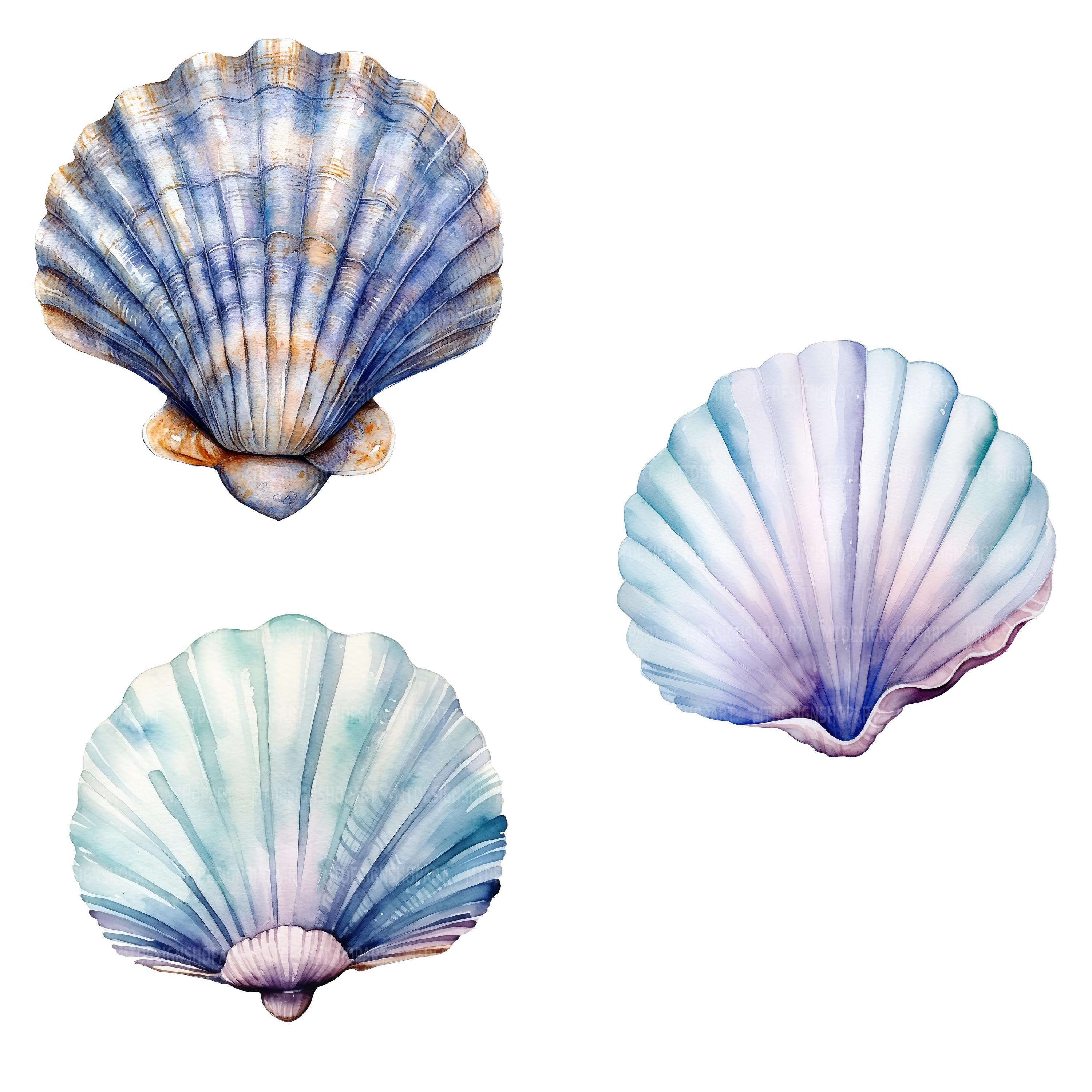 18 Seashell Clipart, Sea Shells Clipart, Printable Watercolor Clipart ...