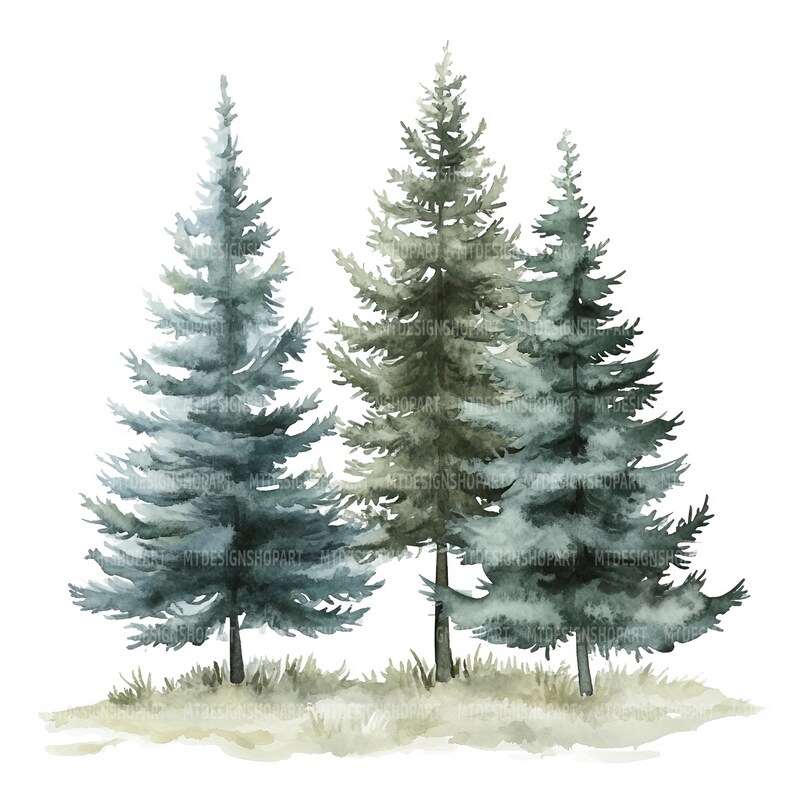 20 Conifer Tree Clipart, Forest Trees Clipart, Printable Watercolor ...