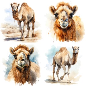 16 Watercolor Camel, Camel Clipart, Printable Watercolor Clipart, Paper ...