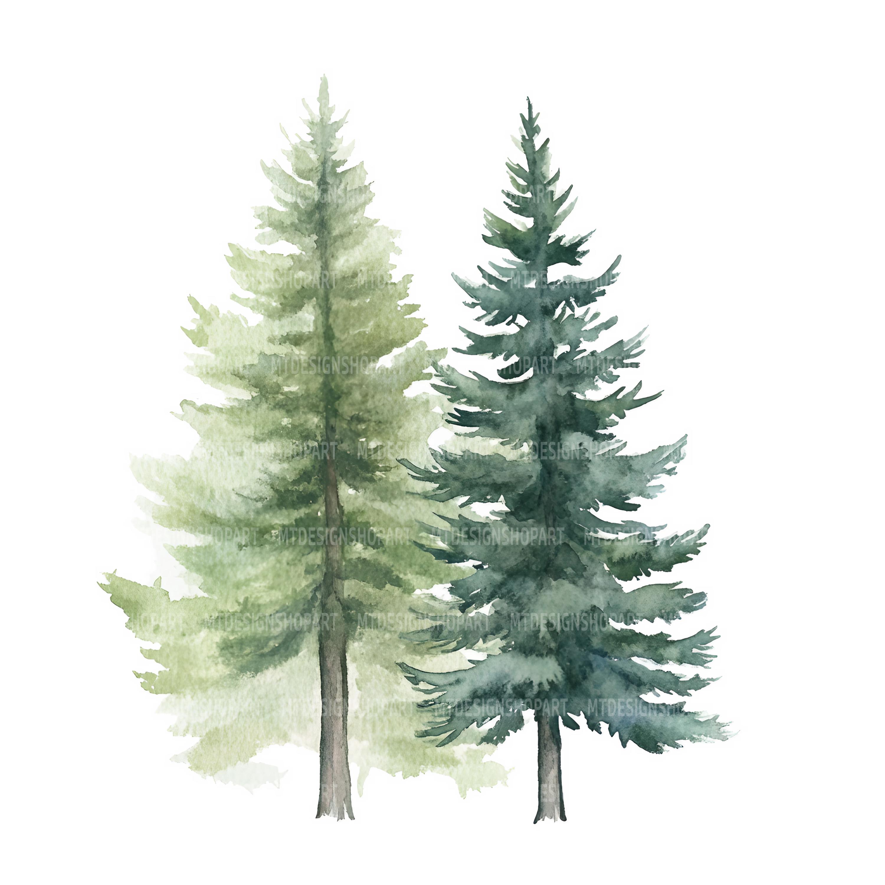 20 Conifer Tree Clipart, Forest Trees Clipart, Printable Watercolor ...