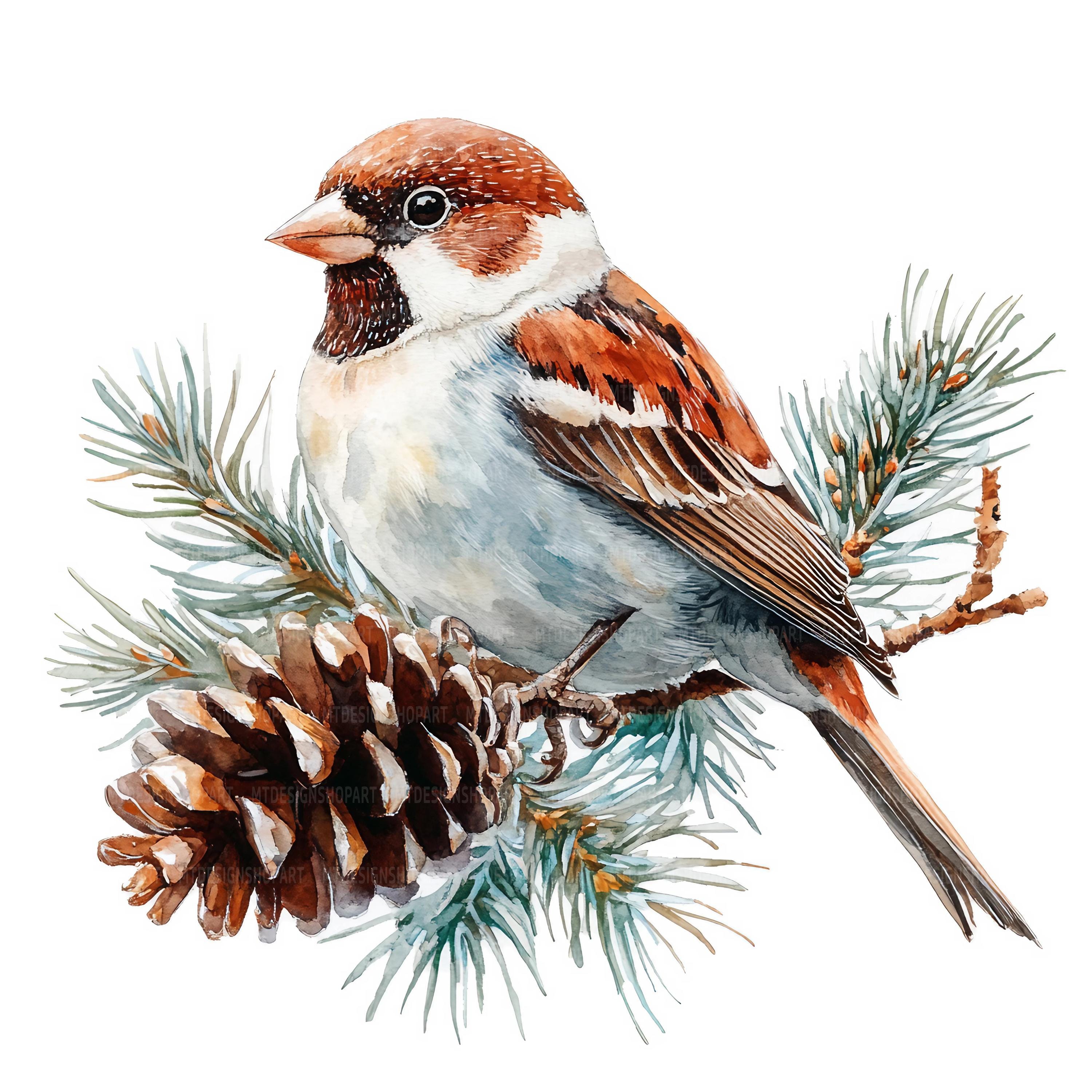 19 Sparrow Clipart, Sparrow on a Spruce Branch,, Printable Watercolor ...