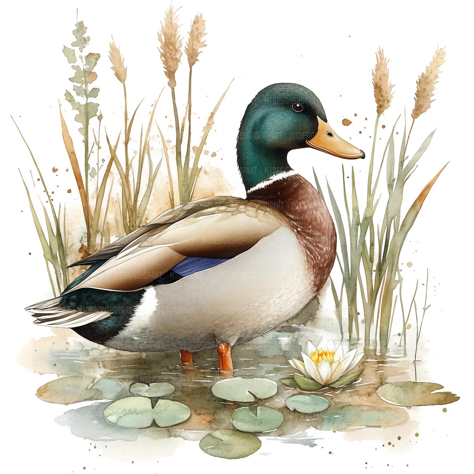 20 Mallard Duck Clipart, Watercolor Duck, Duck Clipart, Printable ...