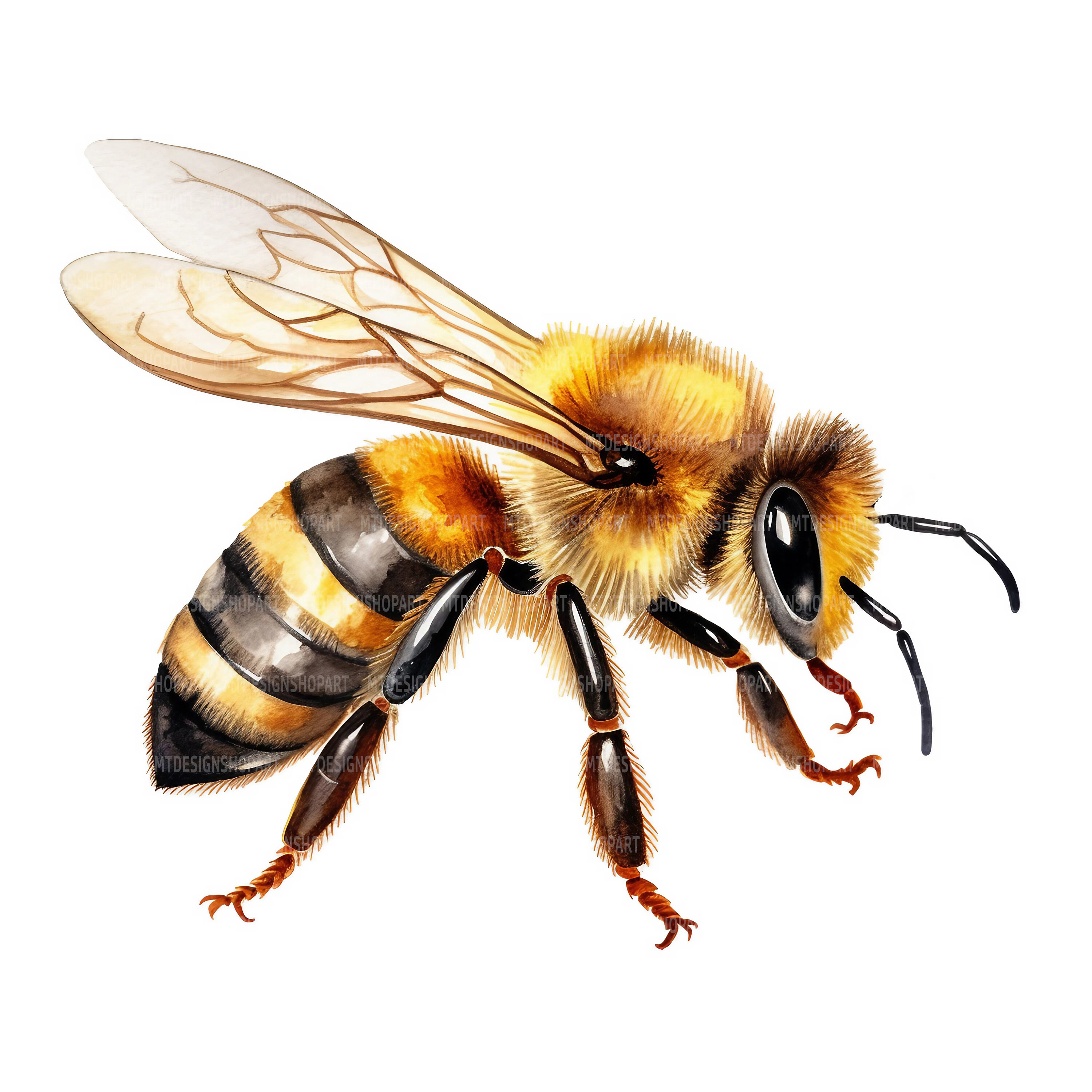 19 Watercolor Bee Clipart, Adorable Bee Print, Printable Watercolor ...