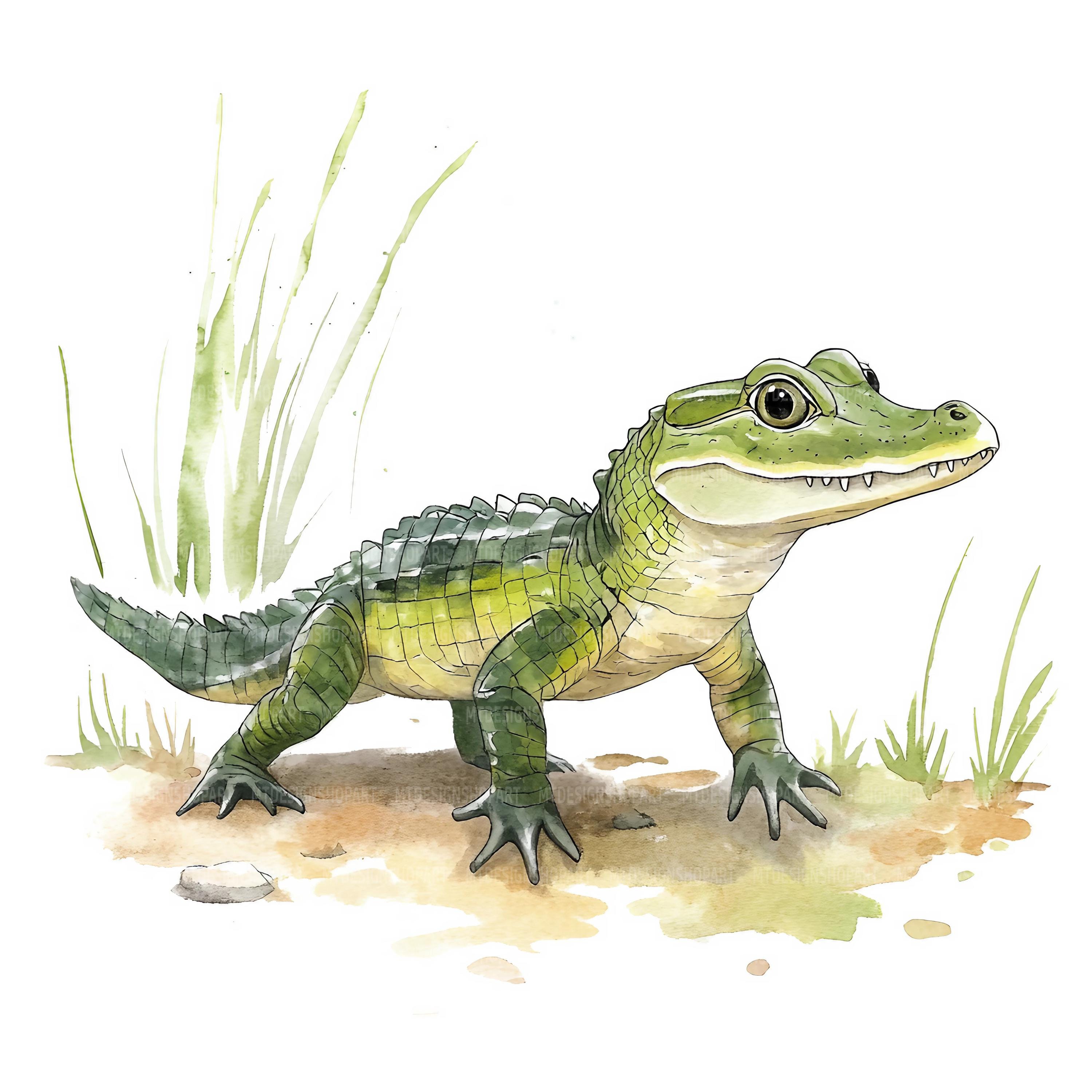 16 Baby Alligator Clipart , Baby Crocodile, Printable Watercolor ...