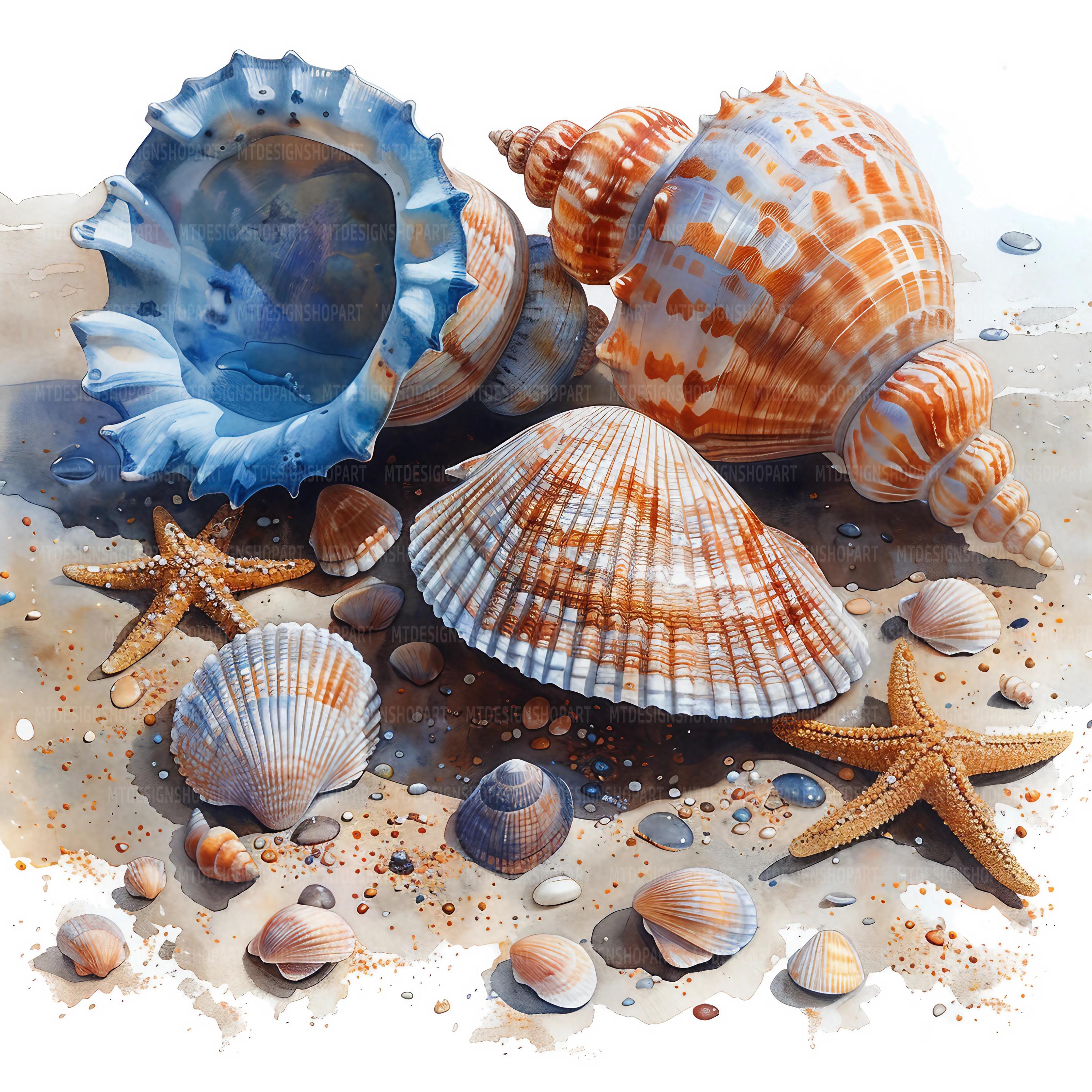 19 Sea Shells Clipart, Seashell Clip Art, Printable Watercolor Clipart ...