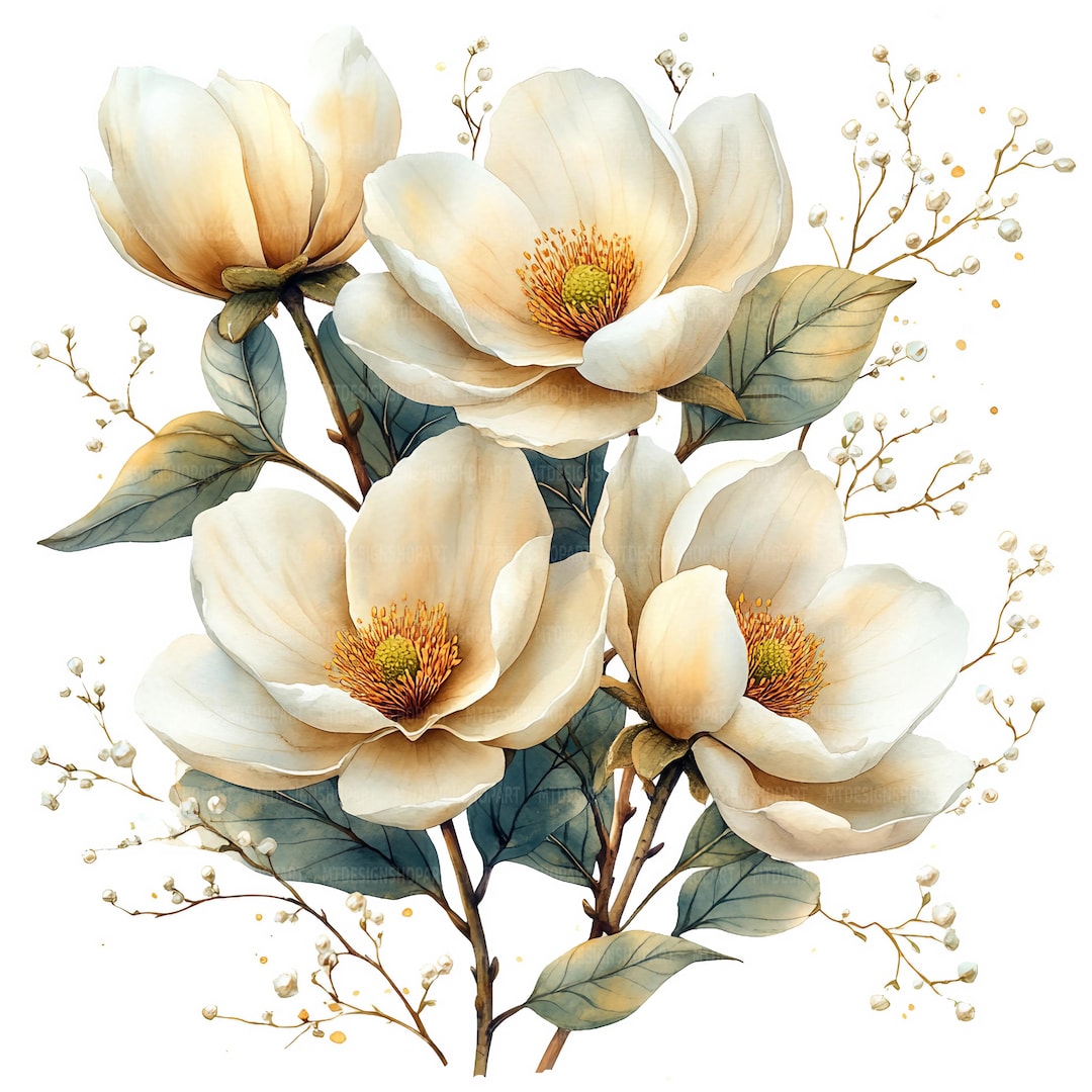 16 Magnolia Flower Clipart, White Gold Magnolia Flowers, Printable ...