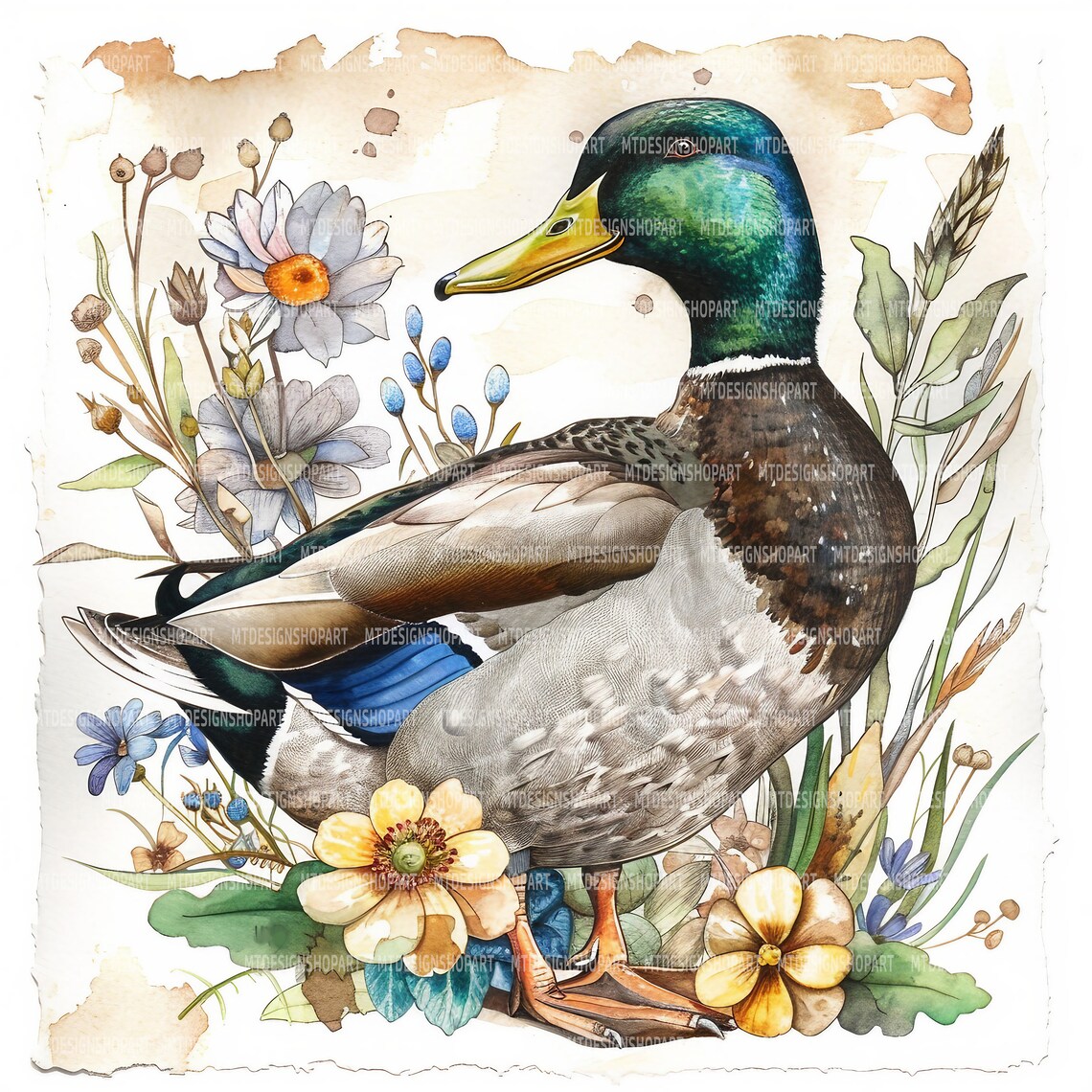 15 Mallard Duck and Flowers Clipart, Mallard Duck Print, Printable ...
