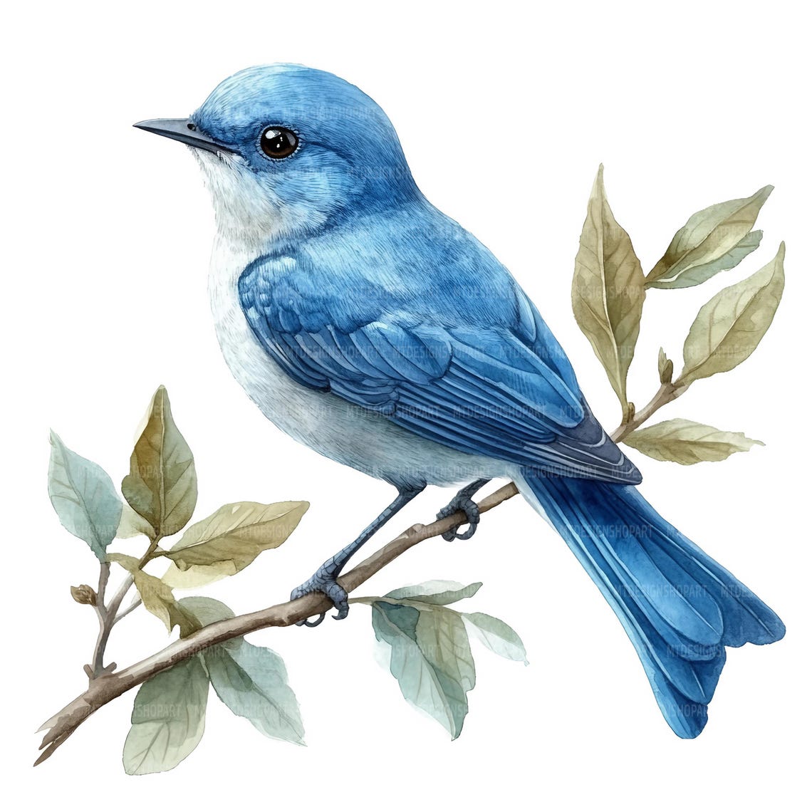 15 Blue Nightingale Clipart, Nightingale Clipart, Printable Watercolor ...