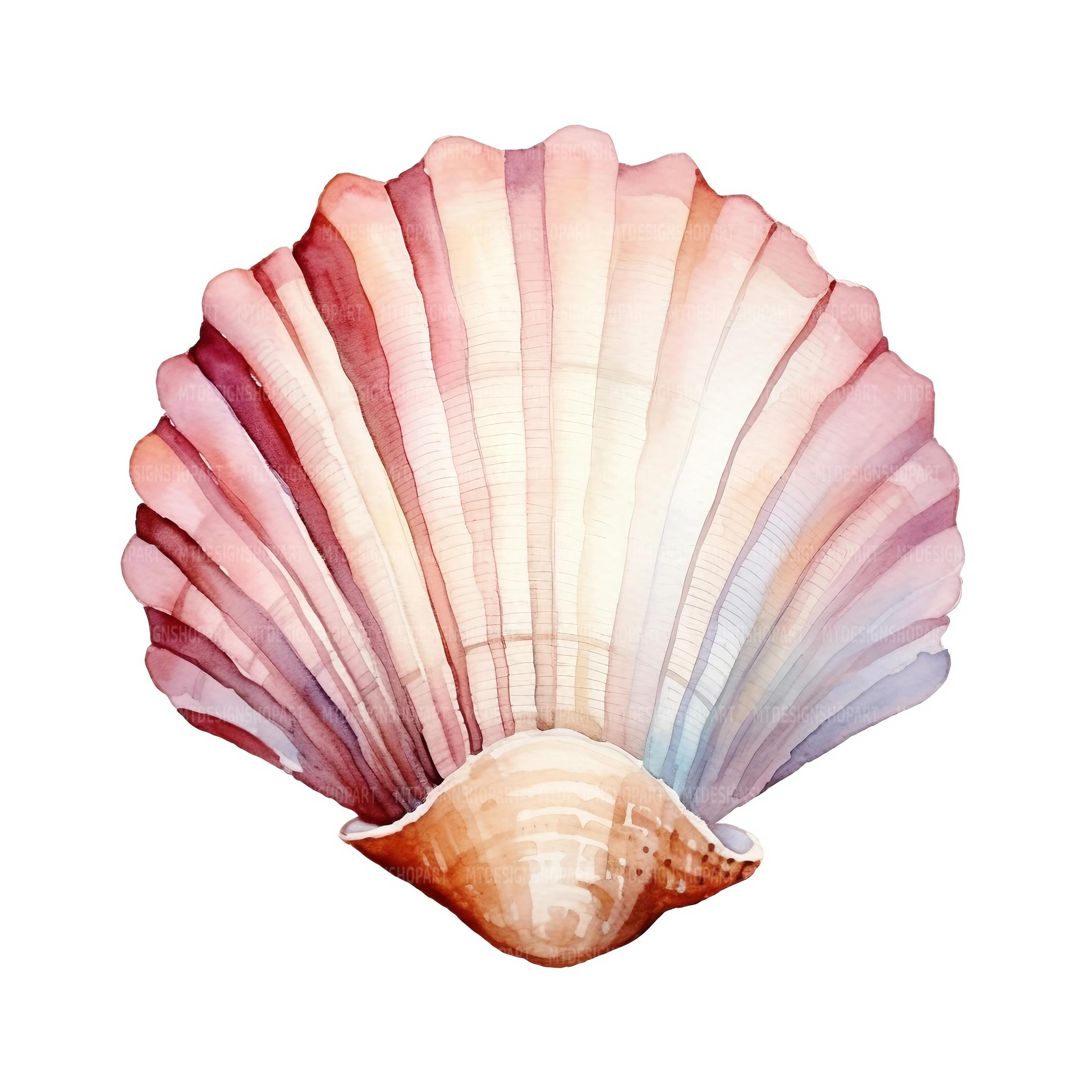 18 Seashell Clipart, Sea Shells Clipart, Printable Watercolor Clipart ...