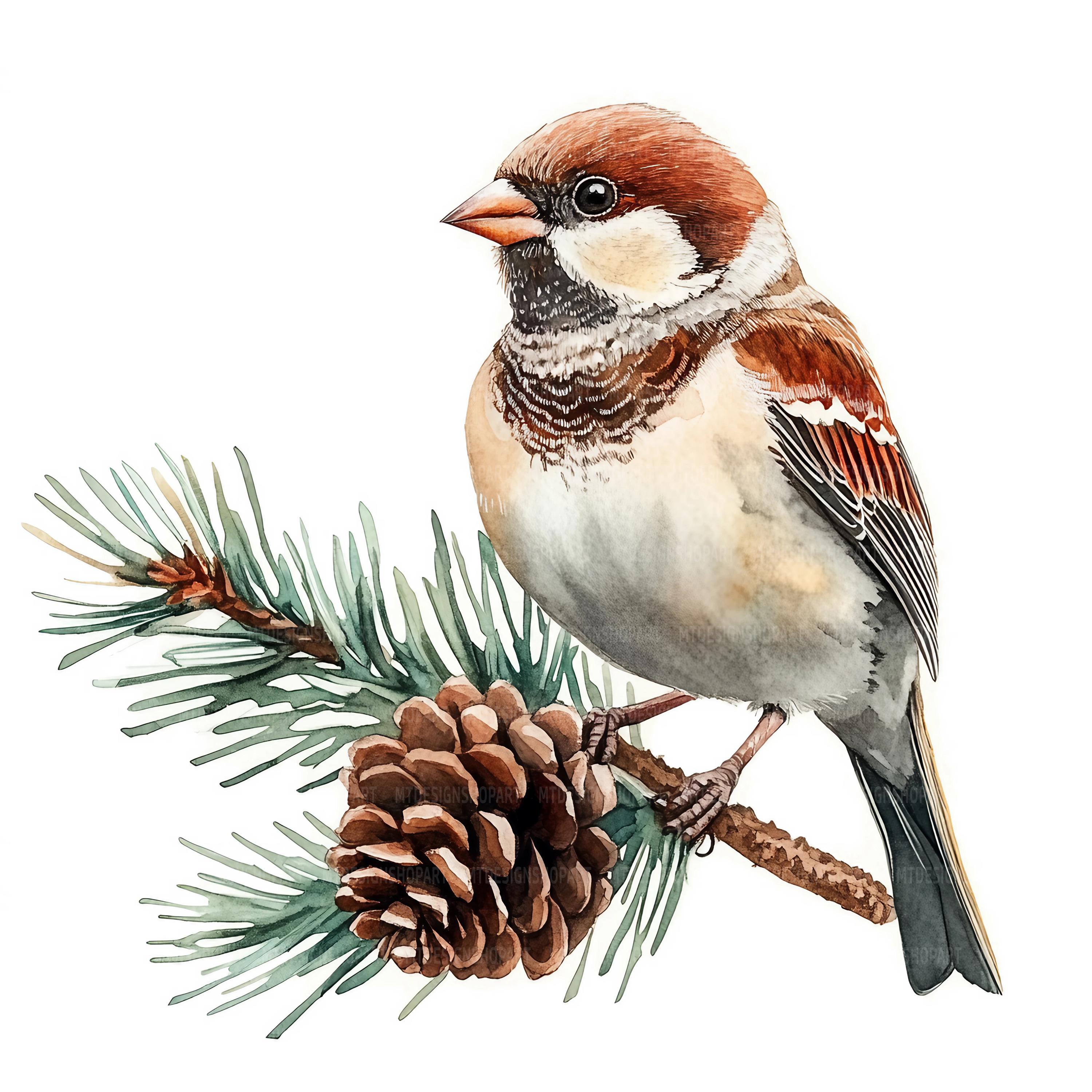 19 Sparrow Clipart, Sparrow on a Spruce Branch,, Printable Watercolor ...
